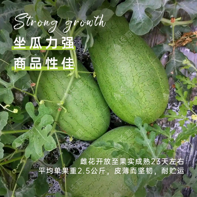 Sanlin melon seeds with thin skin, high sugar, yellow pulp, watermelon ...
