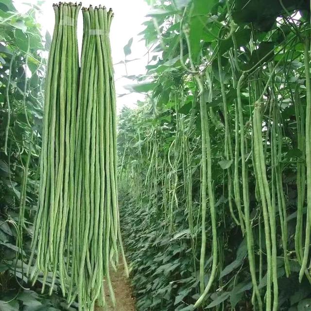 High yield, special drought-resistant, thousand-branch plum long bean ...