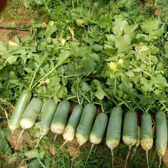 Rock sugar fruit radish seeds are eaten raw, crispy and sweet, farm ...