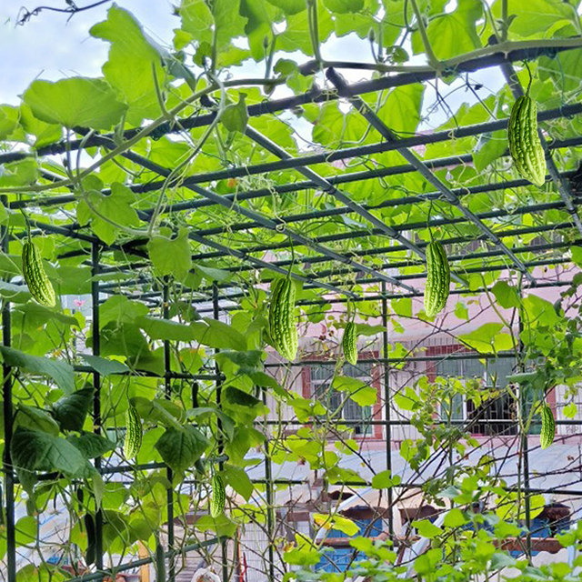 Bitter gourd rack grape shelf gourd climbing vine shelf kiwi vine ...