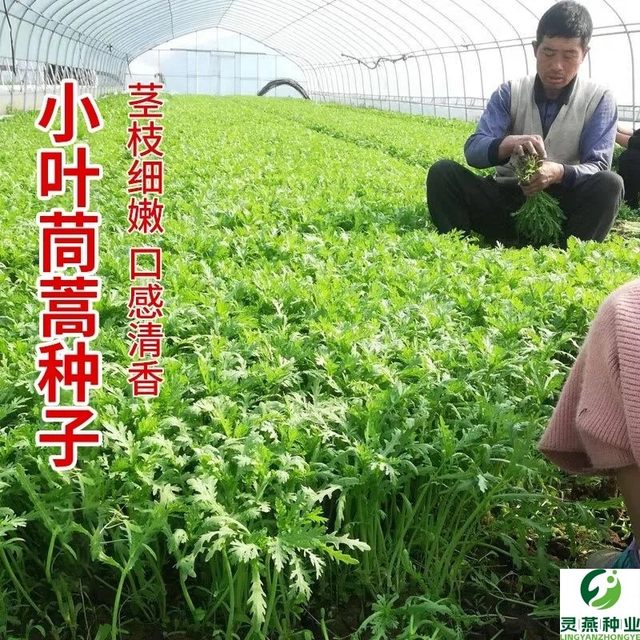 Small-leaf chrysanthemum seeds, emperor vegetable seeds, light stems ...