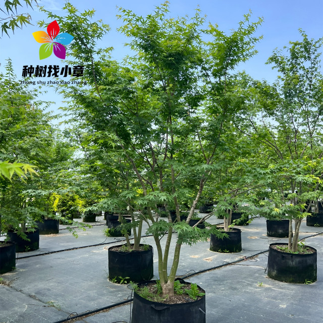 Chicken claw maple saplings, courtyard gardens, large cold-resistant ...