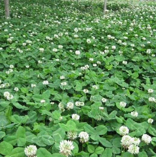 Clover, four-leaf clover seeds, lucky clover flower seeds, all-season ...