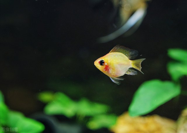 Jinbozi Avatar Dutch Phoenix fish short snapper tropical ornamental ...