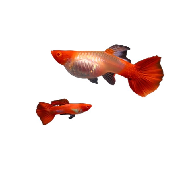 Jinbozi Avatar Dutch Phoenix fish short snapper tropical ornamental ...