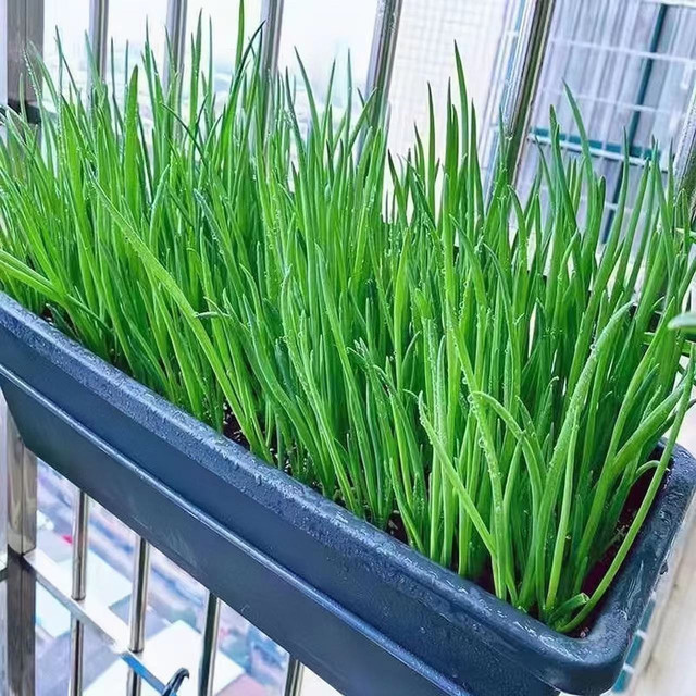 Chive seeds four seasons fast-growing small chive seeds potted ...