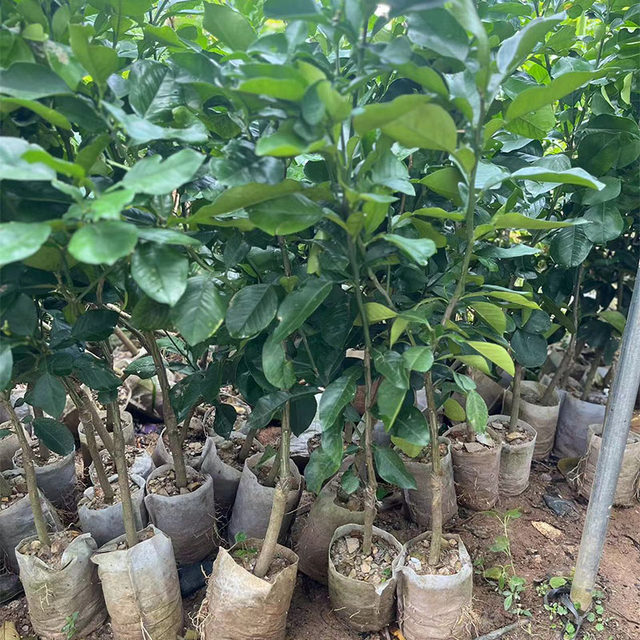 Siamese red grapefruit tree seedlings potted ruby grafting grapefruit ...