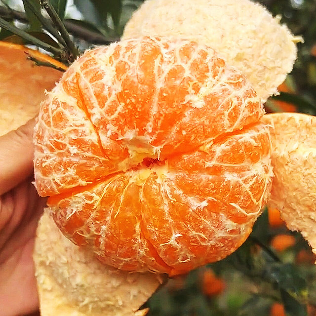 Sichuan Fresh Ehime Orange No. 38 Jelly Orange Big Fruit Seasonal Fruit ...