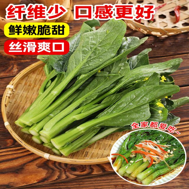 Guangdong Sijiu Vegetable Heart Seeds Sowed Sweet Red Cooked Moss Quick ...