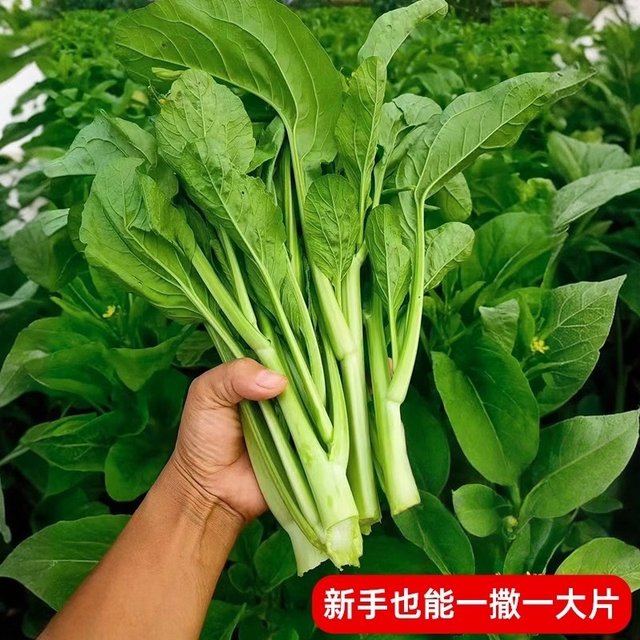 Guangdong Sijiu Vegetable Heart Seeds Sowed Sweet Red Cooked Moss Quick ...