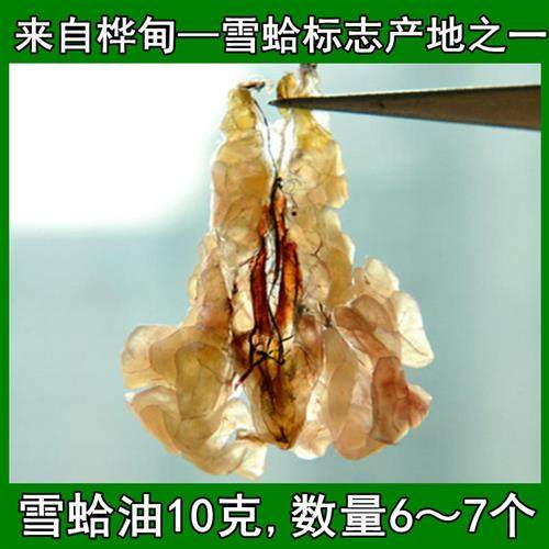 Snow clam oil 6 years old frog Changbai mountain forest frog oil clam ...