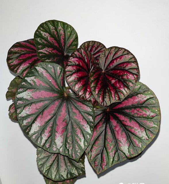 Botana of Begonia Potted Room in the Potted Room of Plants, Pacific ...