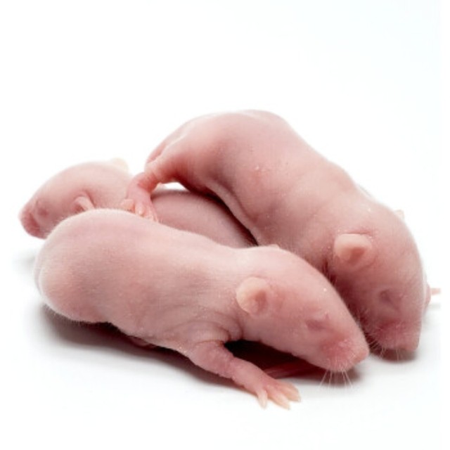 Frozen, frozen fresh little white mouse milk mice feed reptile pet ...