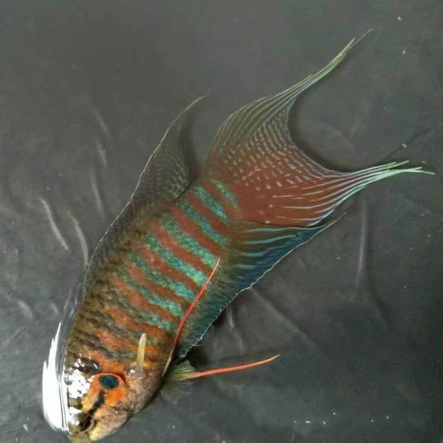 No need to oxygenate Chinese betta fish live fish cold water freshwater ...