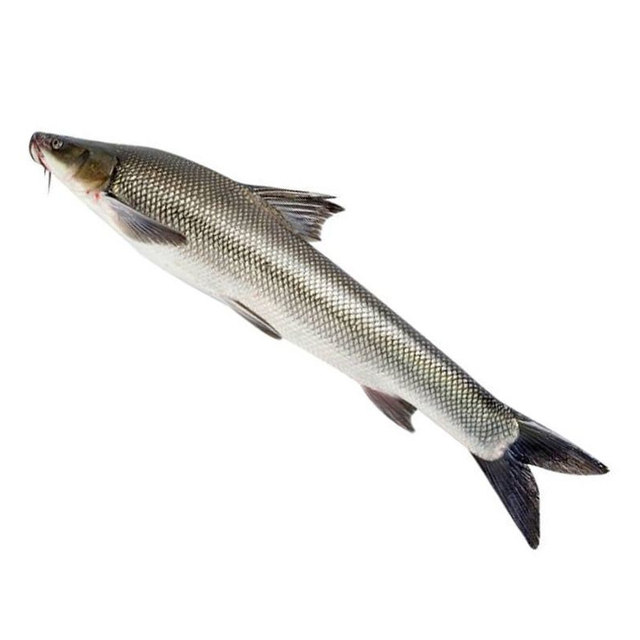 Silver cod fry, freshwater culture, edible large scale barbel fry, cod ...