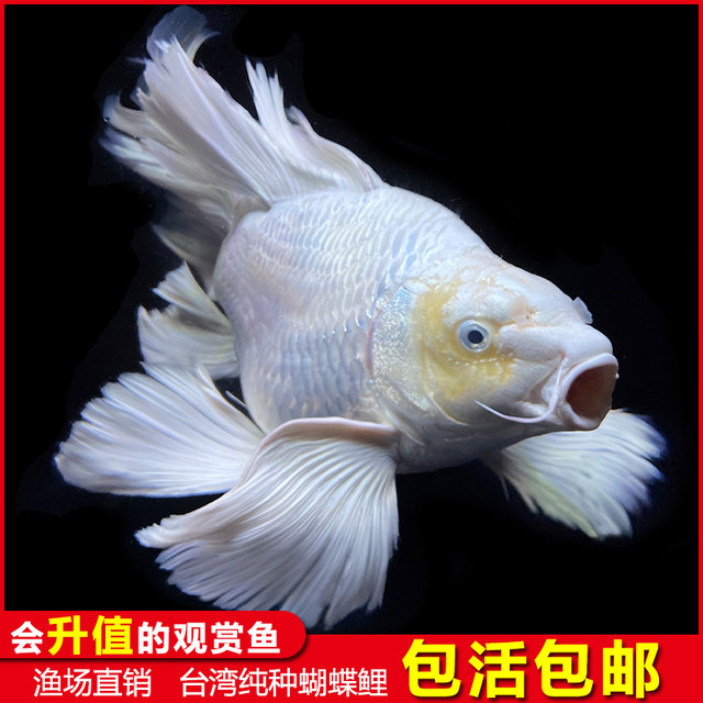 Taiwan Purebred Butterfly Carp Platinum Globe Dragon Butterfly Carp ...
