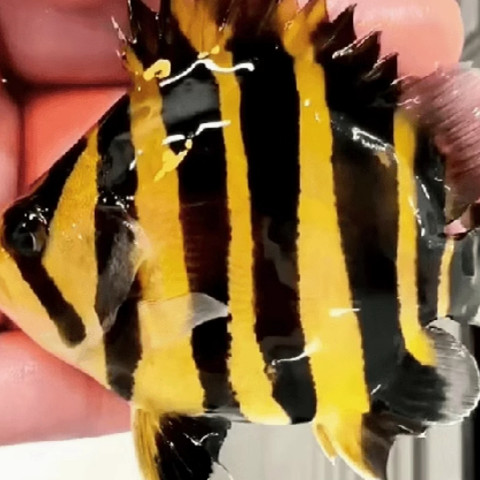 Boutique Changming Indonesian Tiger Su Tiger Thai Tiger Tiger Tiger ...