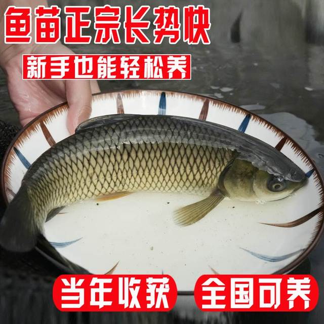 Guizhou grassfish seedlings Freshwater breeding Edible and half Jin ...