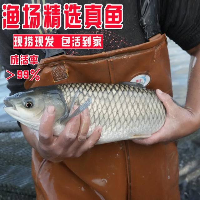 Guizhou grassfish seedlings Freshwater breeding Edible and half Jin ...