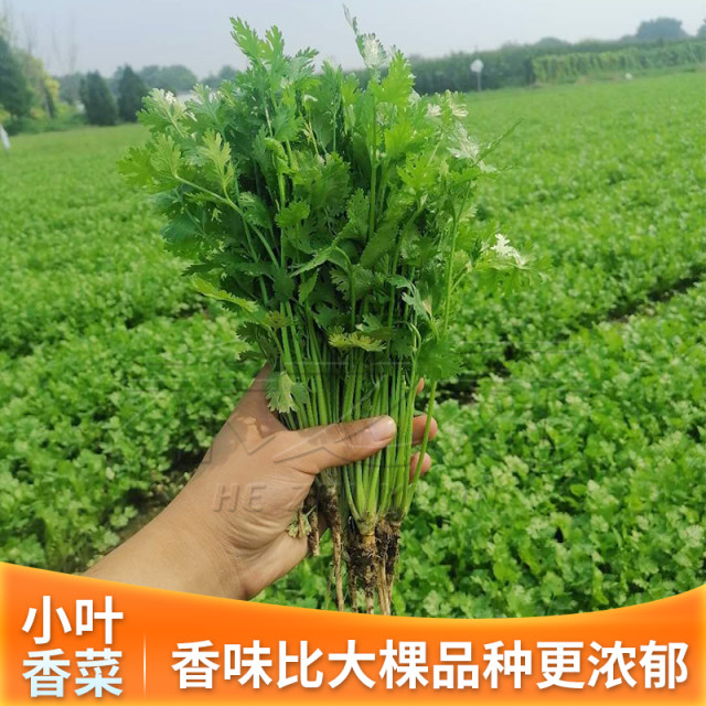Farmhouse small-leaf coriander seed seedlings spring, summer, autumn ...