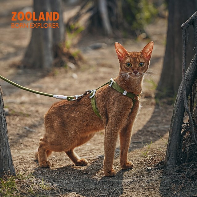 Zooland cat traction rope defense breaks out to go out and walk out of ...