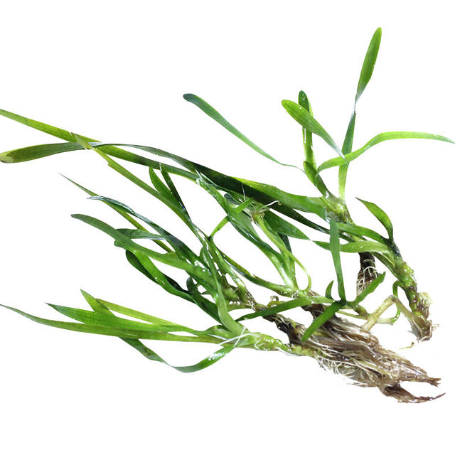 Bitter grass, water grass, shoulder pole grass, dragon beard grass ...