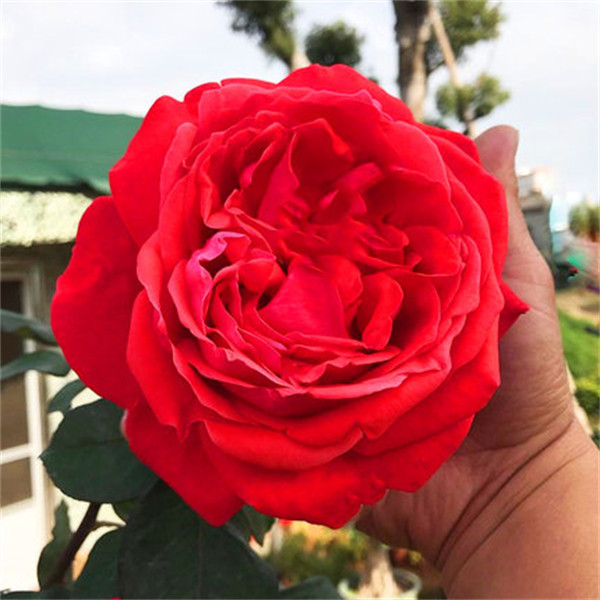 Crimson Fan Dahua Moon Cuttings Flower Flower Fragrant Fragrant Flowers ...
