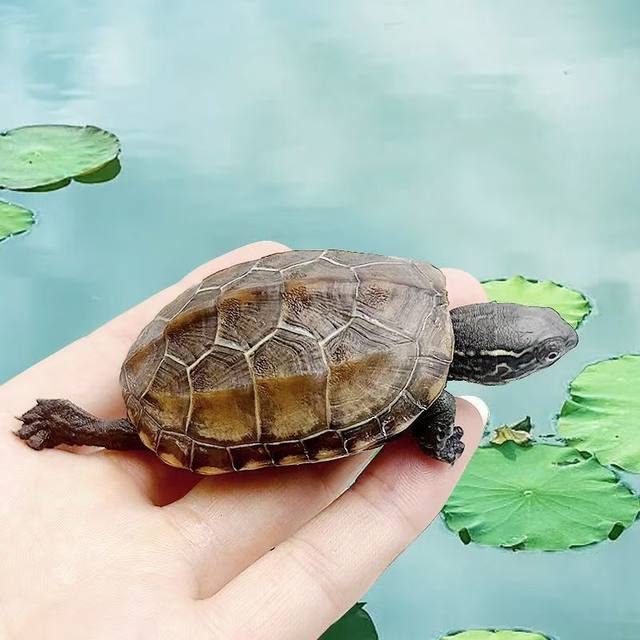 Chinese tortoises in the outer pond, small tortoises in the outer pond ...