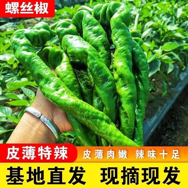 Screw peppers, freshly picked, medium spicy green peppers, Shandong ...