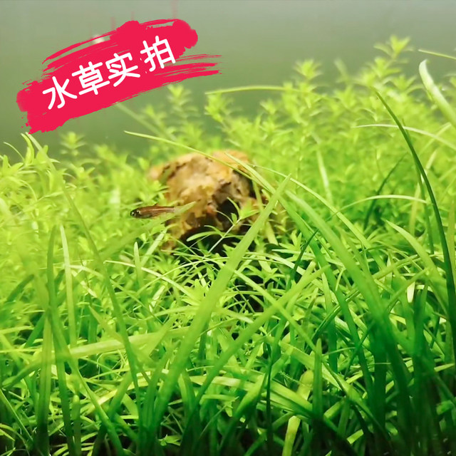 Mini water orchid tank landscaping foreground grass for beginners ...