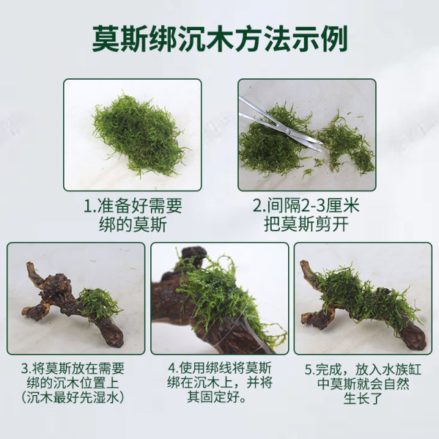 Bulk Moss cost-effective negative water grass mousse sunken wood ...