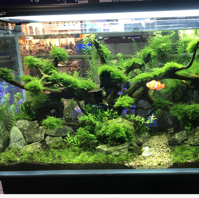 Shenmingsi Moss Tree Purple Teak Streaming Palace Fish Tank Scenery ...