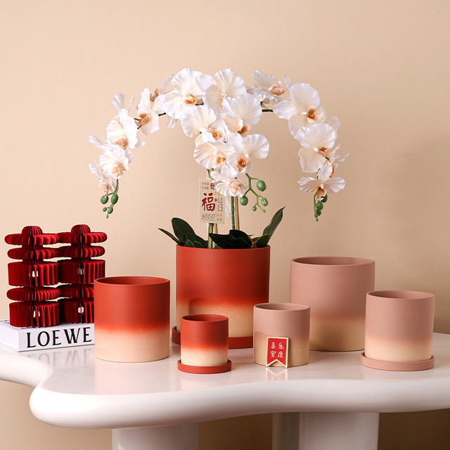 New Year's blessing bucket Phalaenopsis Basin Grade Chun Su Boamed Red ...