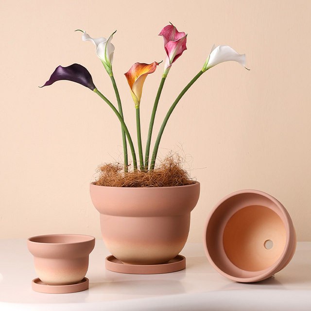 New Year's blessing bucket Phalaenopsis Basin Grade Chun Su Boamed Red ...