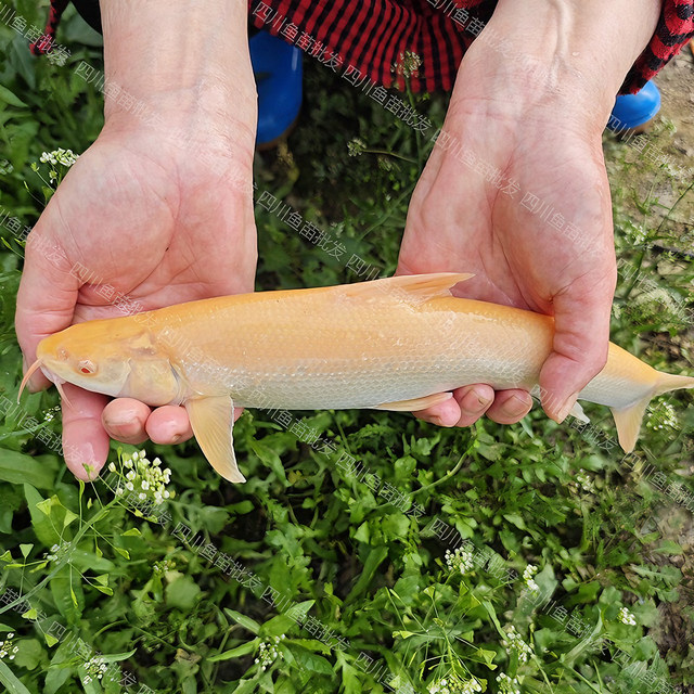 Red-eye cod fry red-eye red-eye silver cod fry freshwater fish cold ...