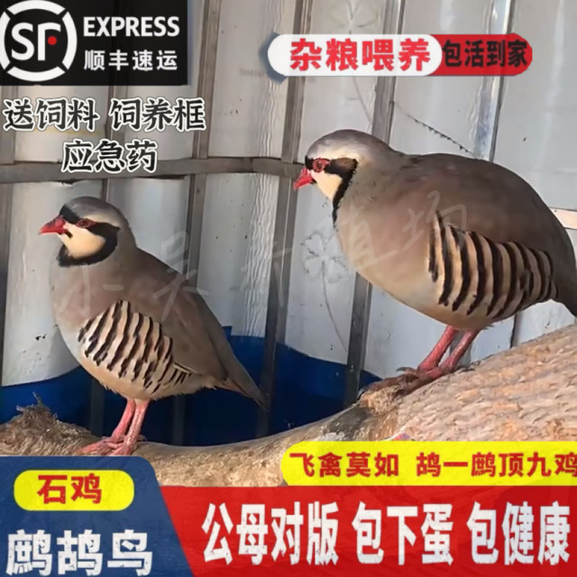 Partridge live birds, a pair of stone chickens, quacks, dragon birds ...