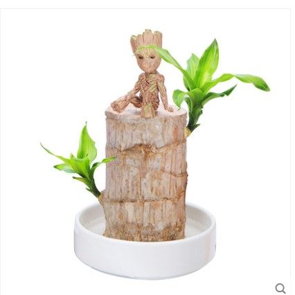 Brazilian wood -lucky wood water care plant small potted office office ...
