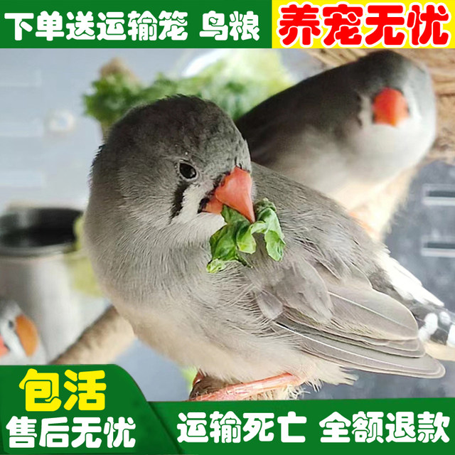 Pearl bird pet living gray, cute, healthy gray pearl living bird cute ...