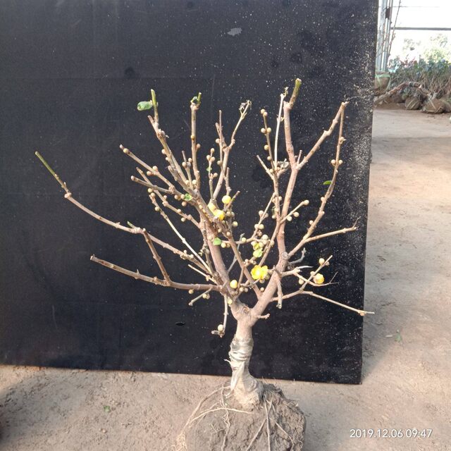 Cluster of plum saplings Old pile Potted plants Lollipop grafting Suxin ...