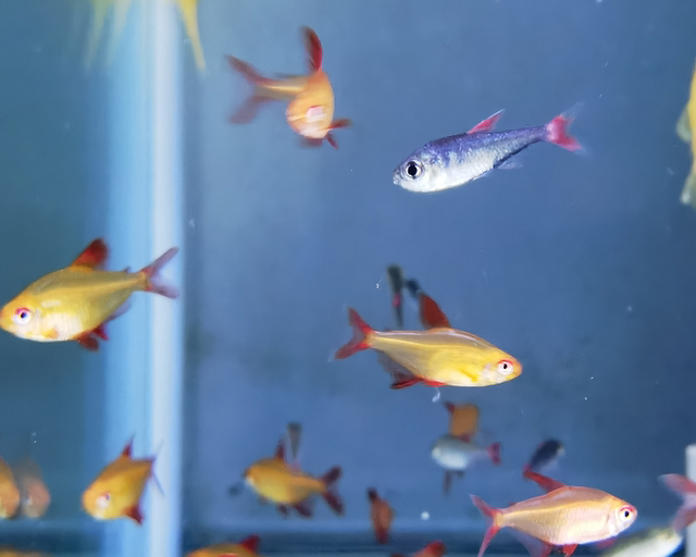 Gray Wolf lantern fish philatelic lantern fish blood fin ghost imported ...