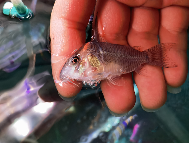 Black sword red -headed rat fish South American rare imported rats in ...