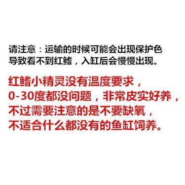 Native fish Cold water fish Mai's loach sucking loach native Changting ...