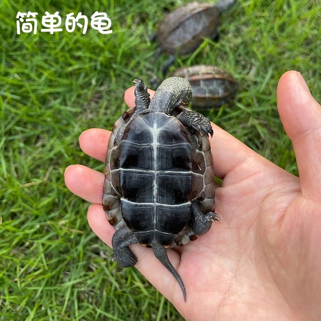 Outer pond golden thread small turtle live animal Chinese tortoise pet ...