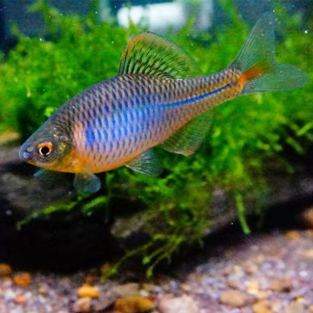 Bluestone Terrace Catfish Lazy Fish Raise Fish Raise Genueling Cold ...