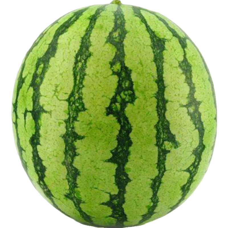 8424 Kirin seedless Meidu watermelon seeds, fruit and melon seedlings ...
