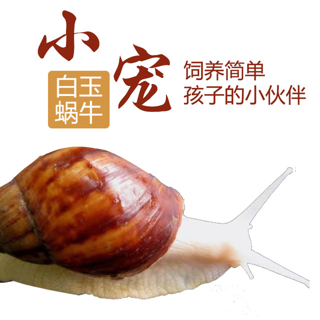 Big snail live body pet white jade snail suit
