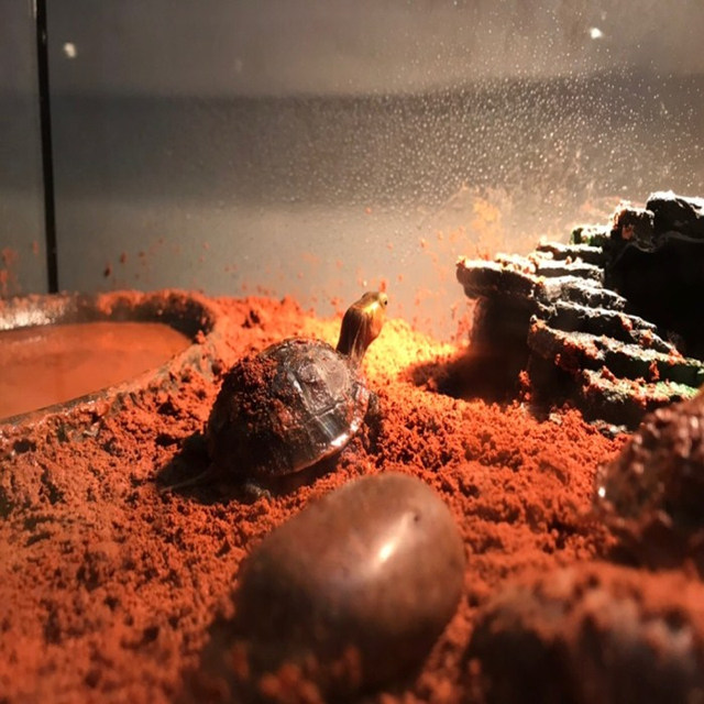 Tortoise bedding material red mud sand soil turtle sand soil household ...
