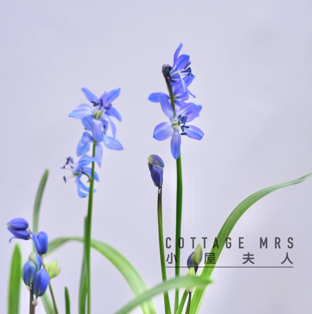 Siberian jujube, blue bell flower, green plants, small potted plants ...