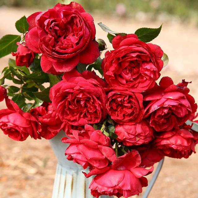 Fructus Angel of the Rose Kingdom Rose Seedlings Vines and shrubs Multi ...