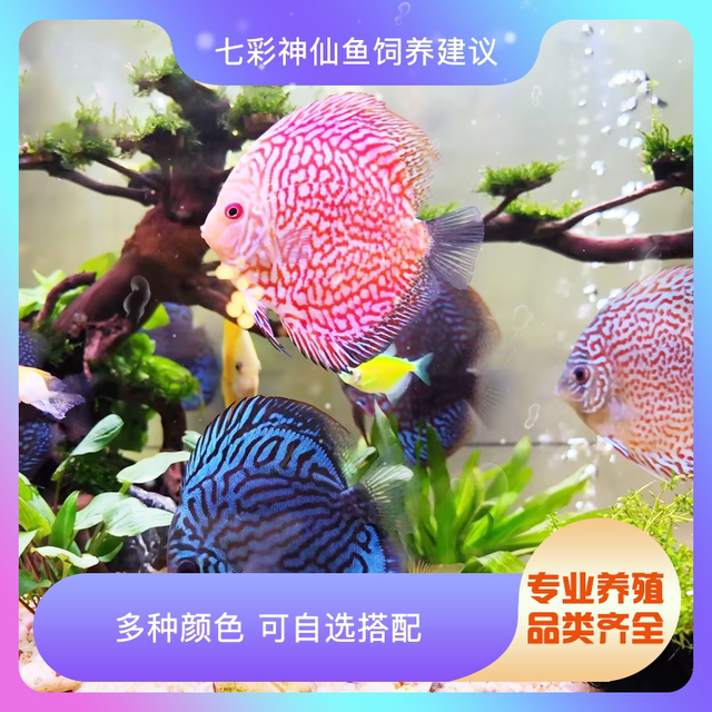 High-quality colorful angelfish tropical ornamental fish live fishery ...